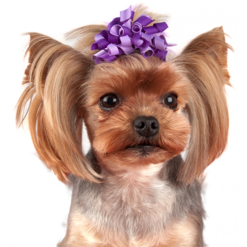 Show Tech Lacitos de pelo con pinza para perros - animalnatura.com