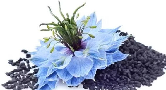 Beneficios del aceite de comino negro para la piel de tu perro ...