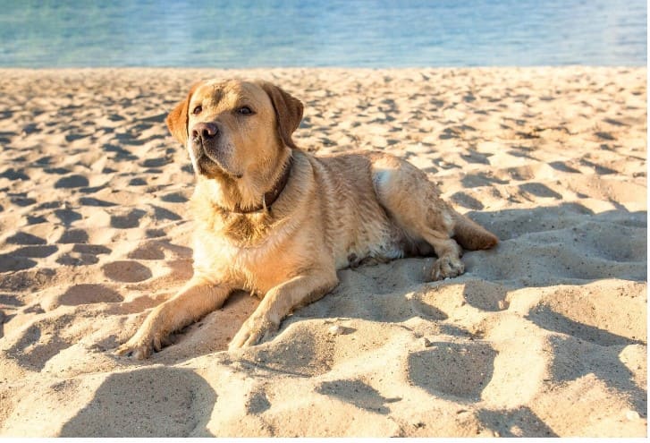Cómo ir a la playa con tu perro - Animalnatura